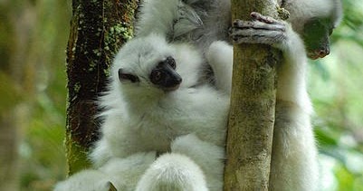 Variety of Life: Indridae