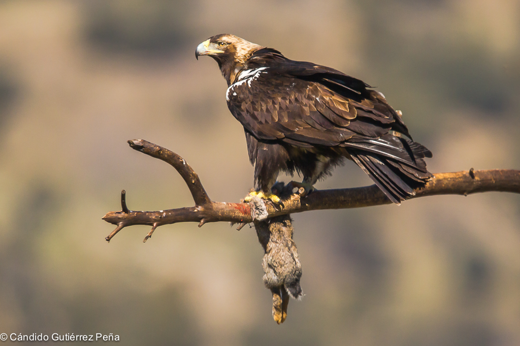 AGUILA IMPERIAL - Aquila Adalberti | Observatorio de la Naturaleza