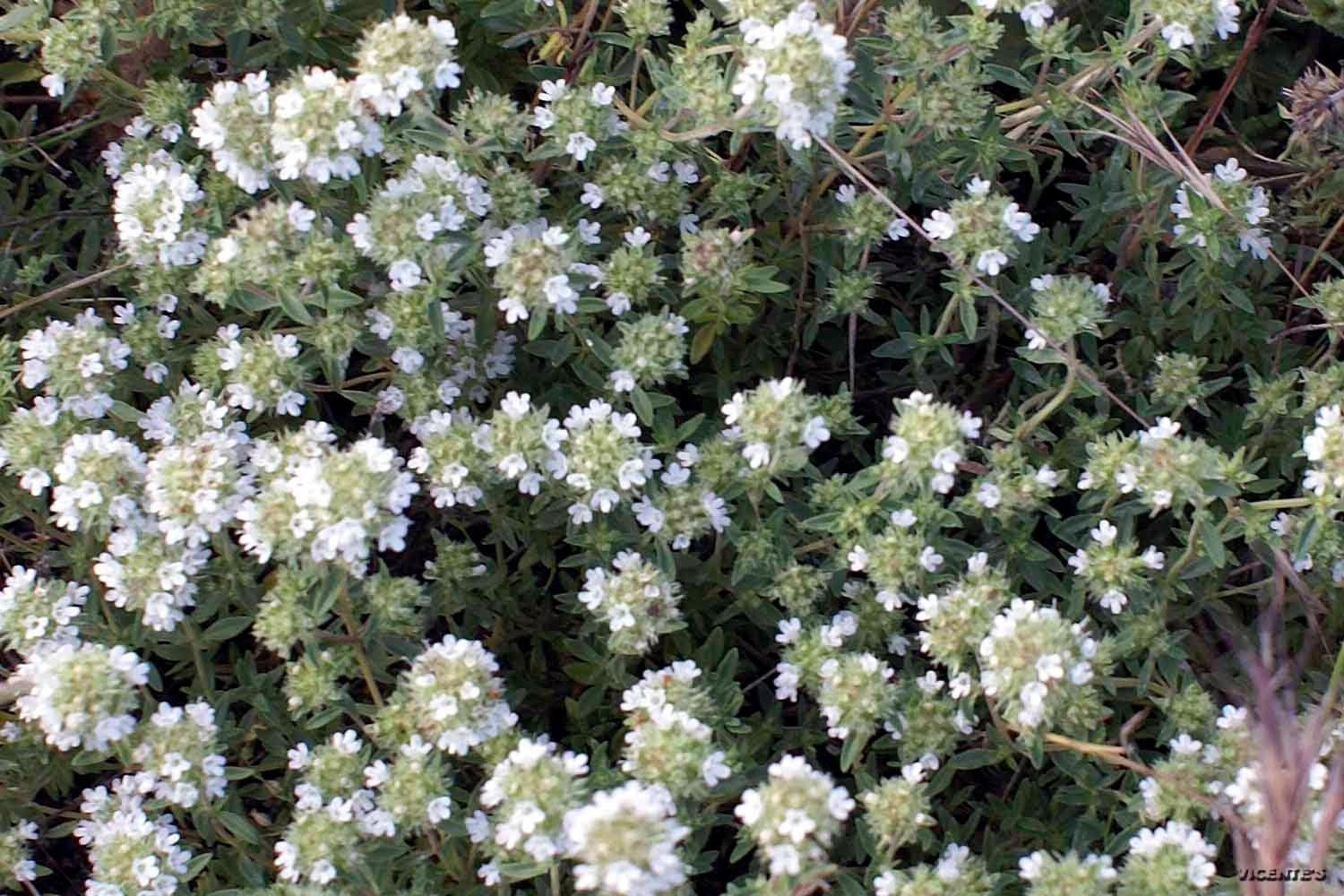 Las flores silvestres de Hormaza: Thymus zygis