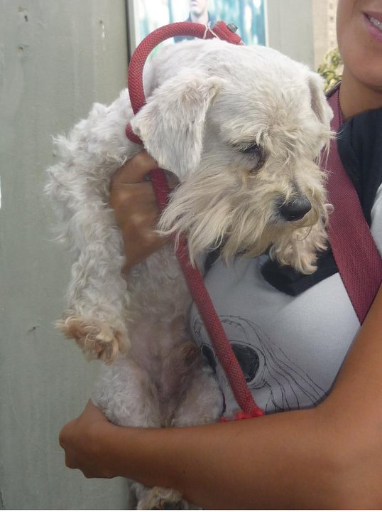 Patitas al aire: Peluchin necesita una familia