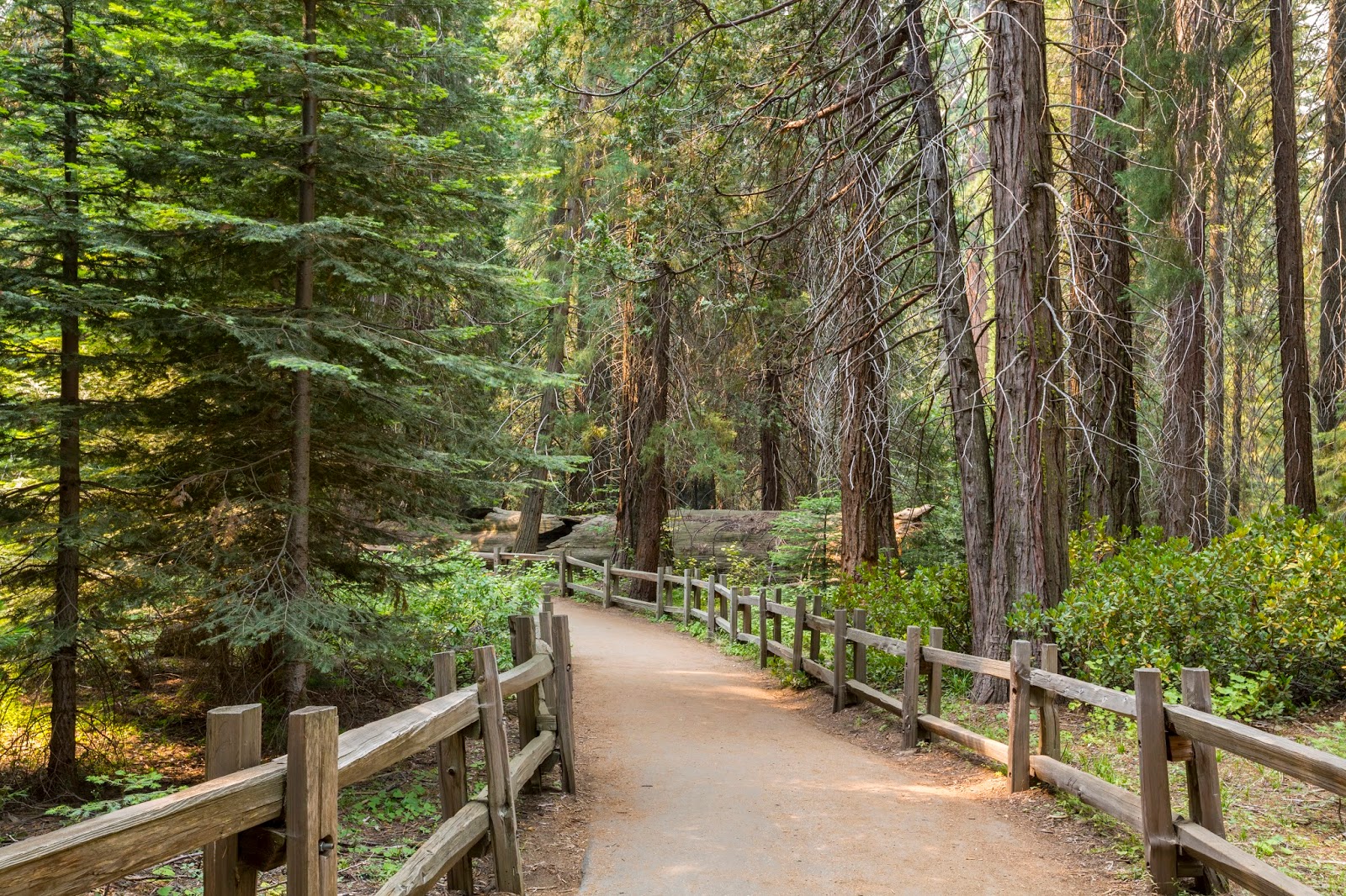 Naturetastic Blog: General Grant Grove (Part 12) - Sequoia & King's ...