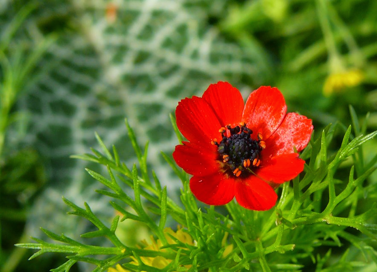 Intelliblog: APHRODITE AND ADONIS