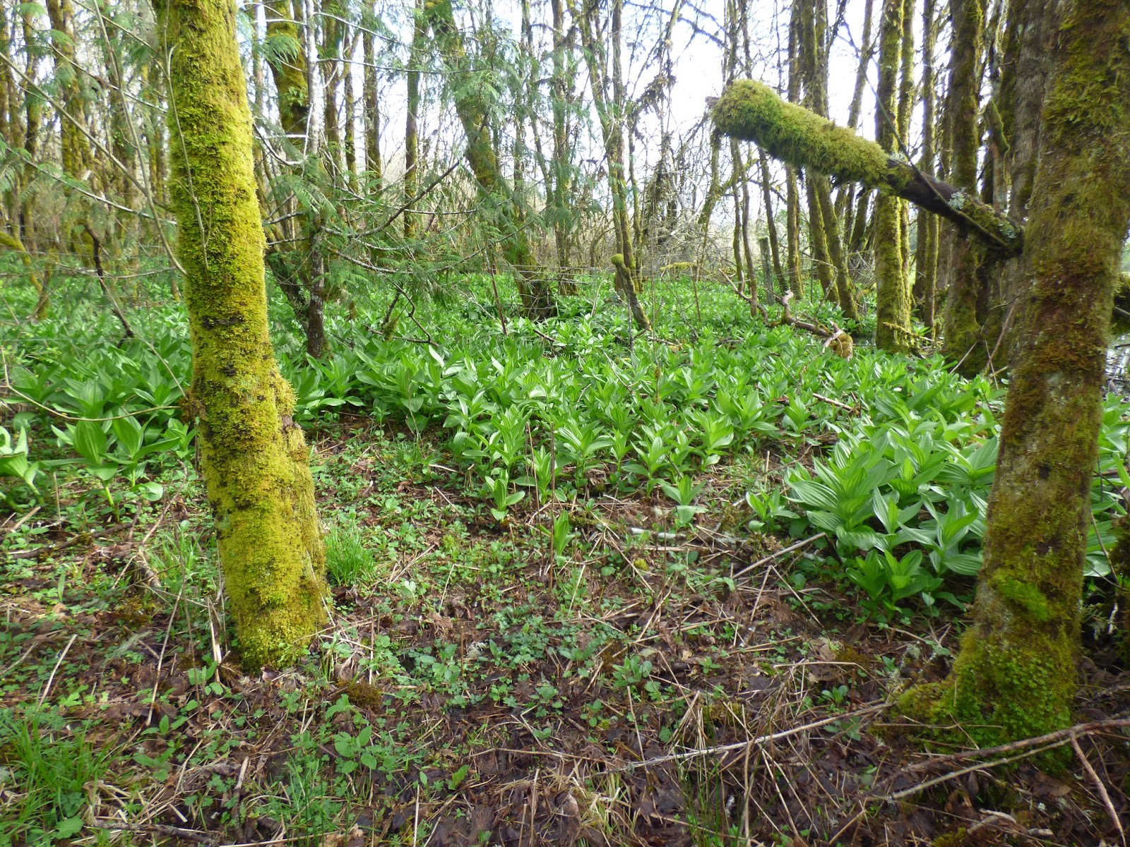 Wildflowers: Ash Swamp Plants