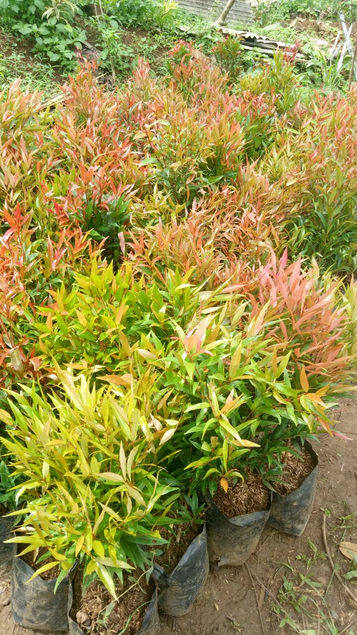 JUAL TANAMAN HIAS PUCUK MERAH ~ SINOX NURSERY