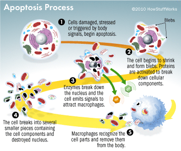 Glossomics: Apoptosis