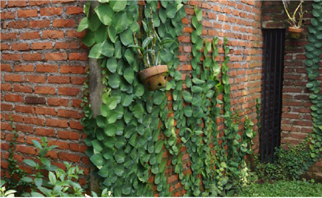 Beberapa Macam Tanaman Rambat Penghias Taman - ATH Aneka Tanaman Hias ...