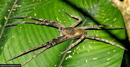 Labah labah Ini Punyai Racun Paling Berbisa. - Gaban Comel