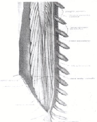 Myodil Murder's: 2. Pictures and Diagrams