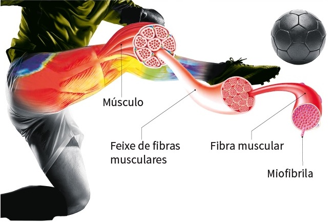 Marcello Carrapito: CK (creatinoquinase) x Ácido Lático