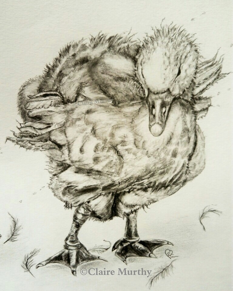British Wildlife Graphite and Ink