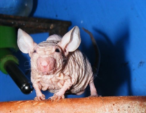 Tikus Mutan Yang Mengerikan - 1xdeui