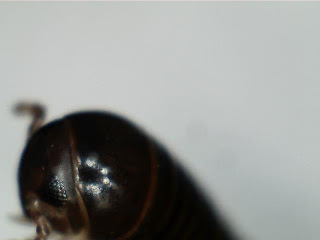 O MUNDO DOS INSETOS: gongolo