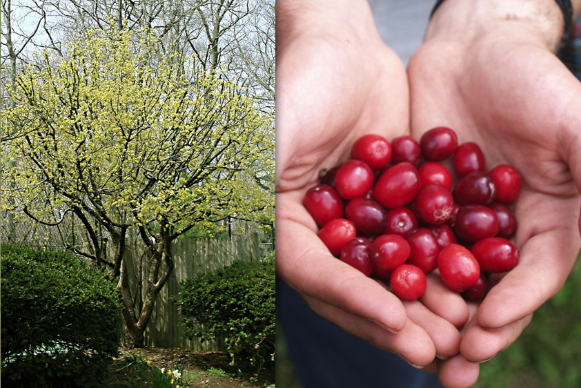 Temperate Climate Permaculture: Permaculture Plants: Cornelian Cherry