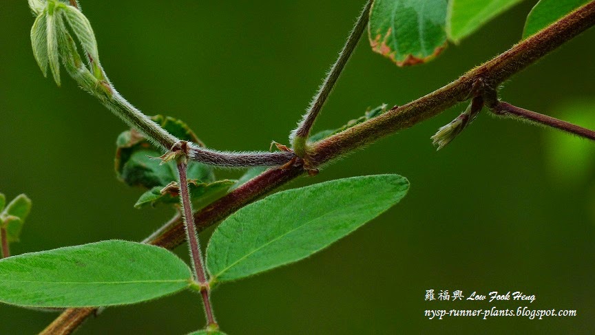 馬來西亞熱帶雨林: Desmodium 山螞蝗屬