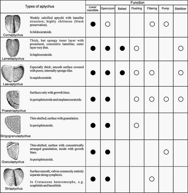 Paleontología y Evolución en la UCM: Rol en la propulsión y funciones ...