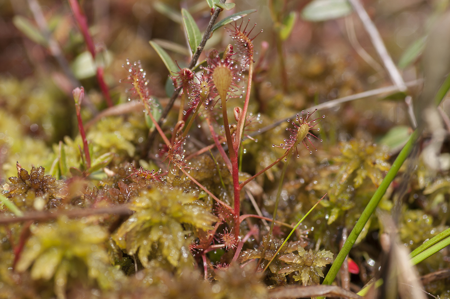 Nature photos from an Amateur Naturalist: Ponkapoag Bog, USA (Ponkapoag ...