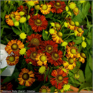 Plant Gallery - Encyklopedia Roślin: Helenium species and varieties ...