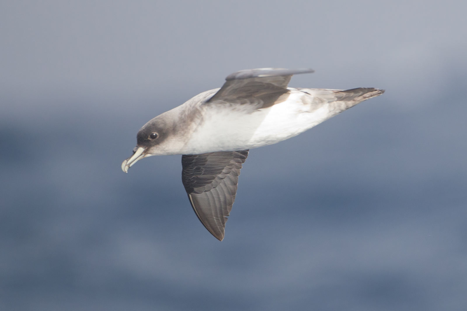 Variety of Life: Procellariidae