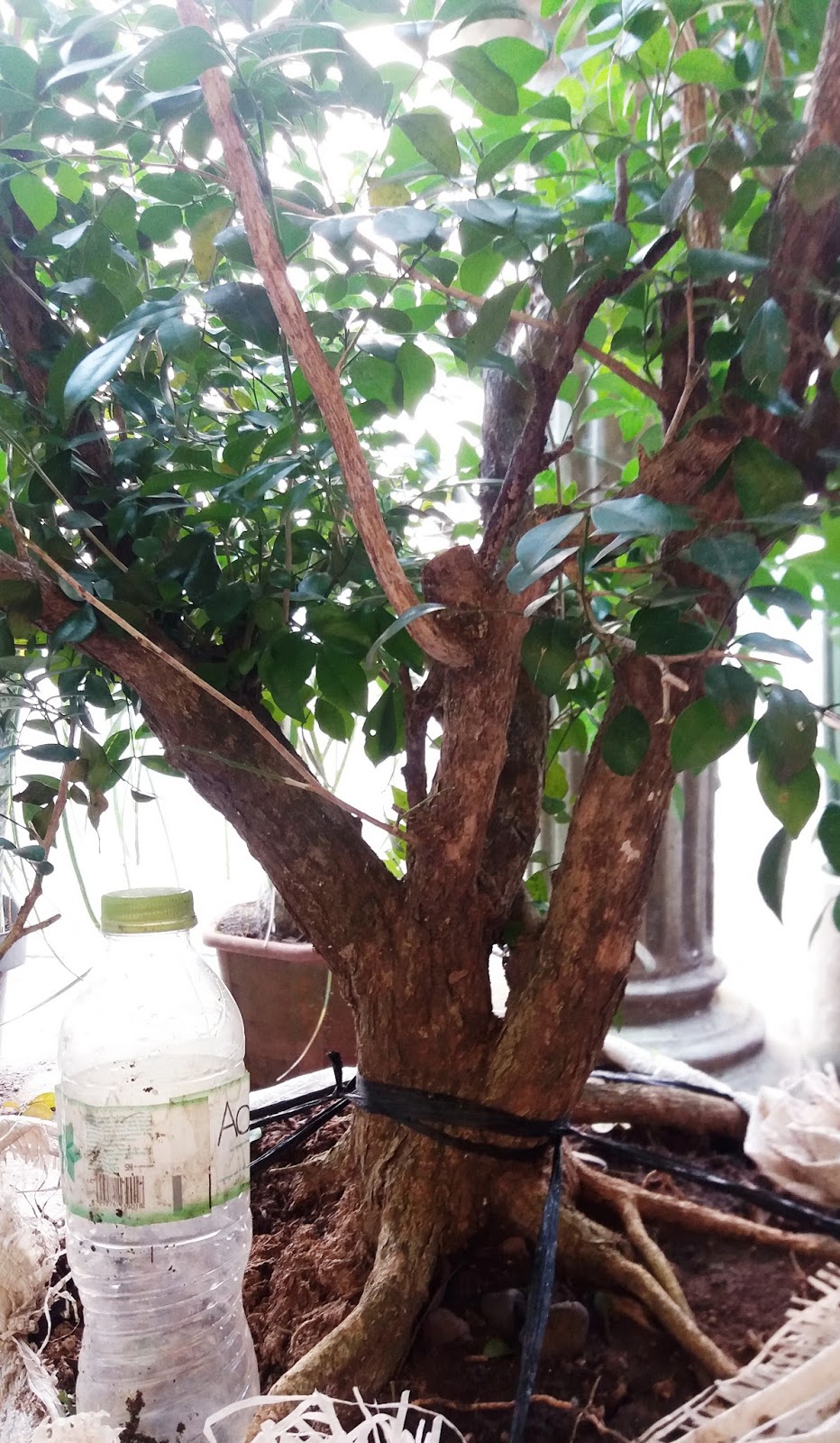 KIREINA BONSAI: Bonsai Kemuning: Tips Membentuk dan Merawat