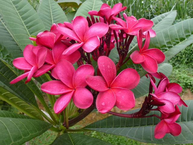 Greenfingers: Meriah Warna Kemboja