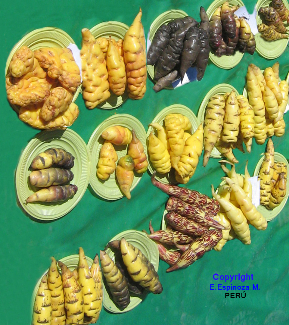 "AGRICULTURA ANDINA INKA": CULTIVO DE MASHUA: Como alternativa en la ...