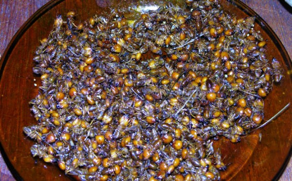 PRATO FEITO A BASE DE PIMENTA E FORMIGAS TEM APROVAÇÃO INTERNACIONAL ...