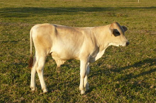 Ganaderia En Libertad De Barinas: Raza Carora