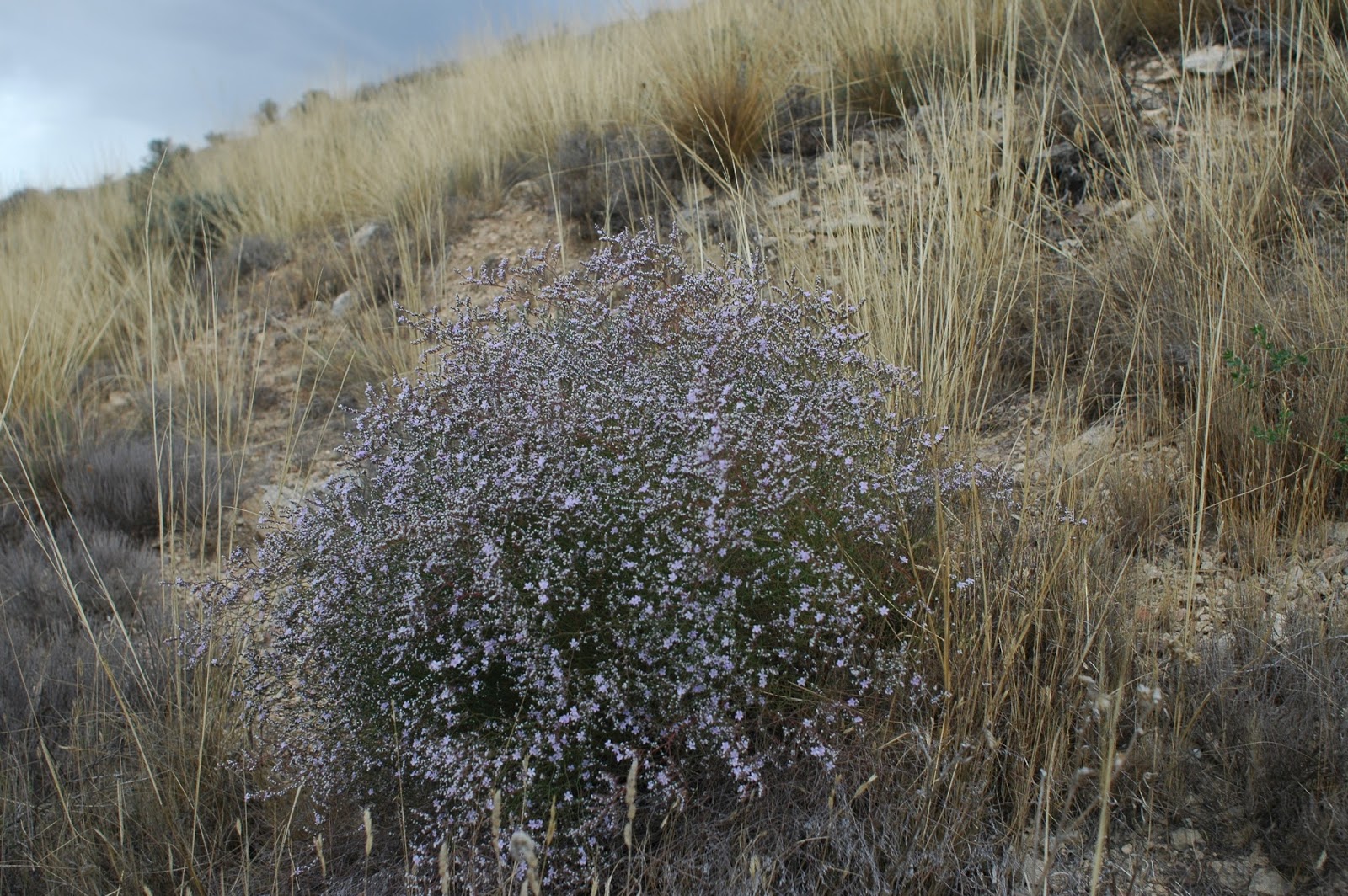 Natura Xilocae: EL LIMONIO EN FLOR