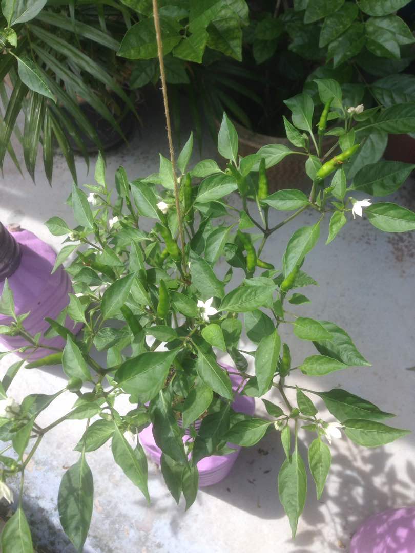 Jom Tanam Sayur ( JTS ) : Cili Api Akar dan Bara HidroponikJom Tanam ...