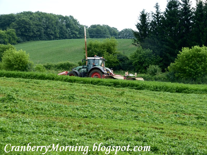 Cranberry Morning: Harvesting the Alfalfa