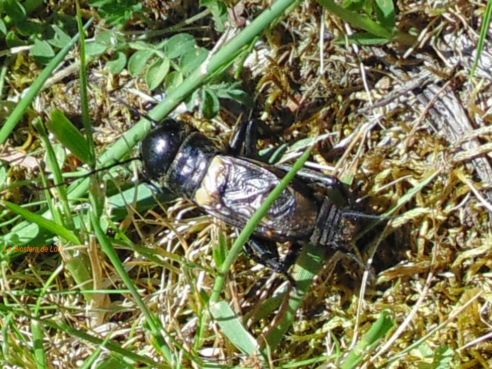 LA BIOSFERA DE LOLA: GRILLO COMÚN...