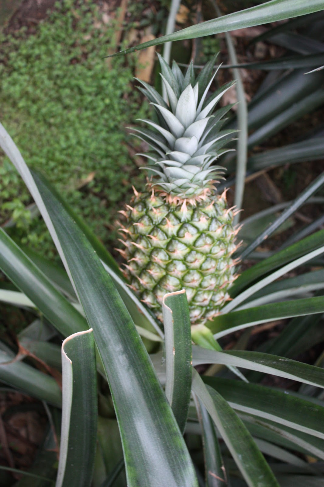 Koopman's Botanica: Ananas comosus – Ananas