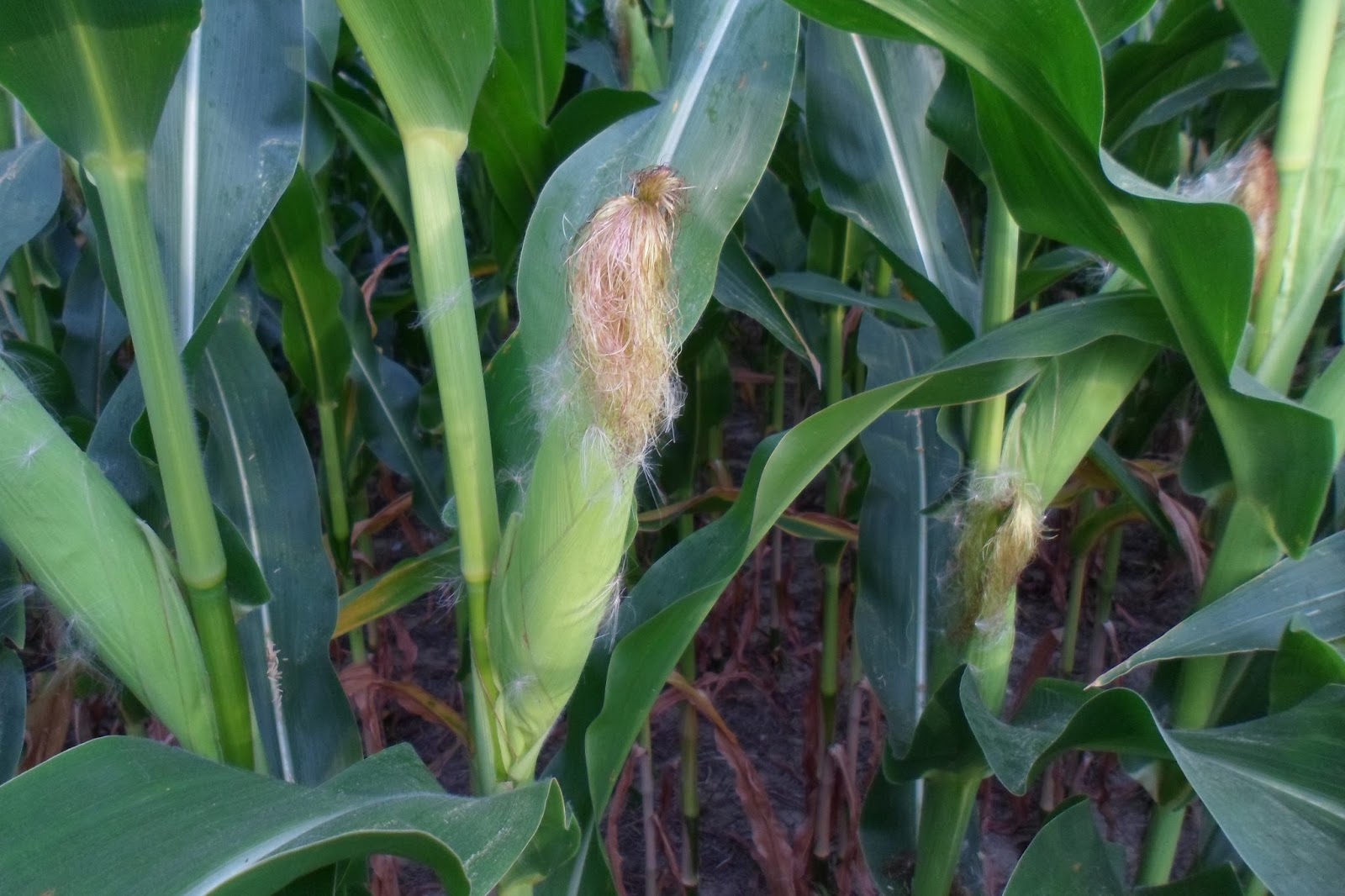 The Perennial Agriculturalist: volunteer industrial corn