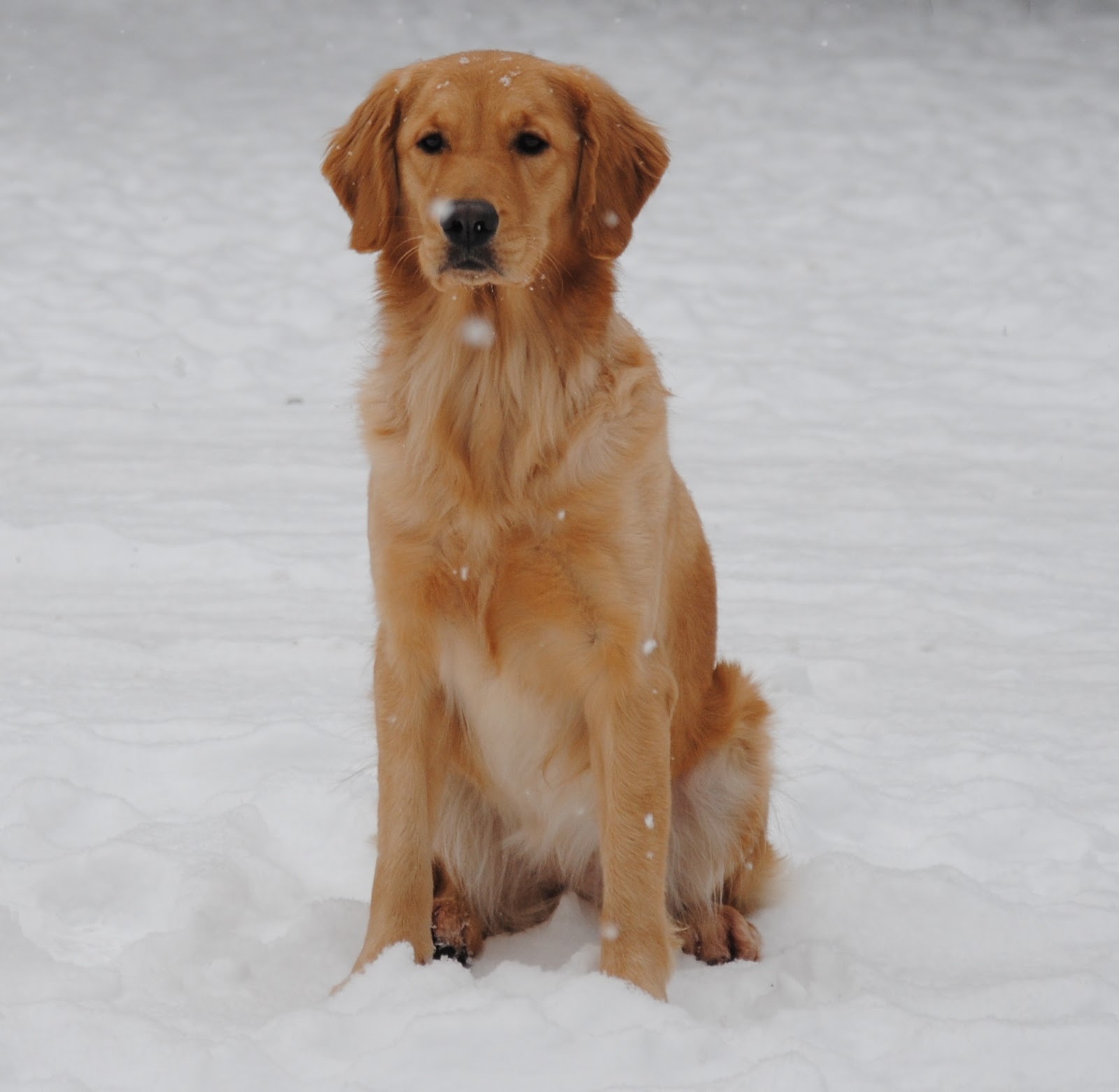 - Tidewater Golden Retrievers