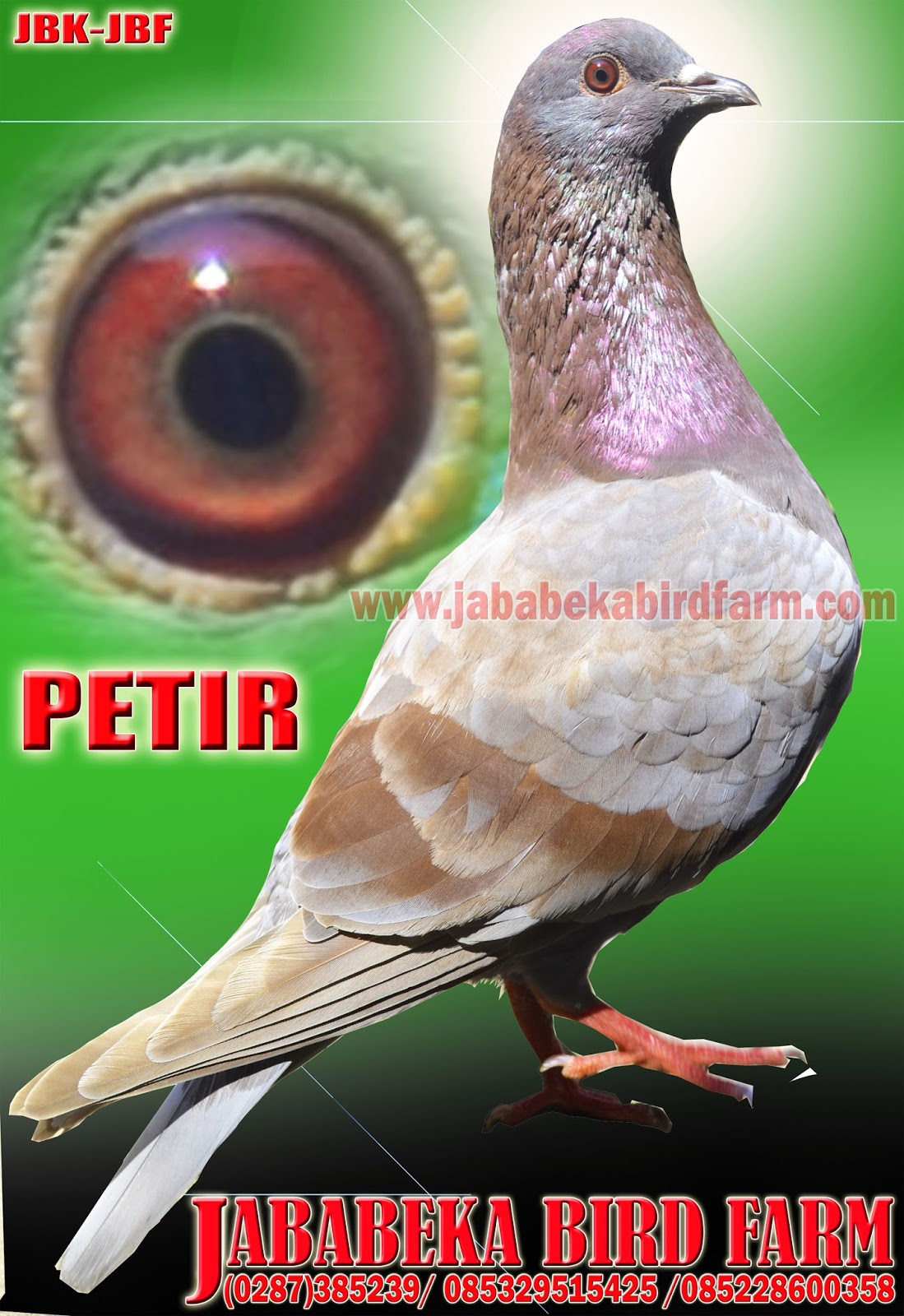 085228600358 / 085329515425 Jual Burung Merpati Kolong Juara Lomba ...