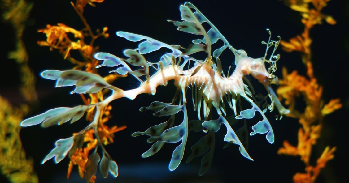 El dragón de mar foliado: características, reproducción y alimentación ...