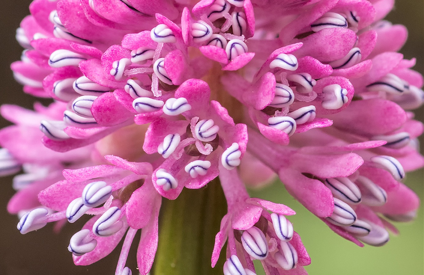 Species New to Science: [Botany • 2019] Taxonomy, Evolution and ...