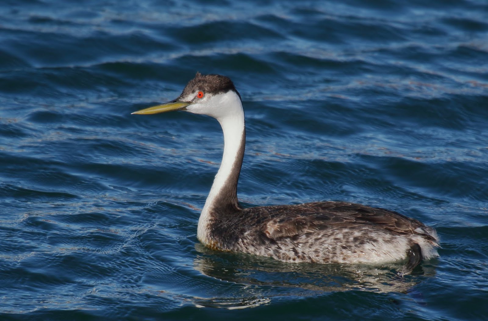 Western Grebes in San Diego Bay - Greg in San Diego