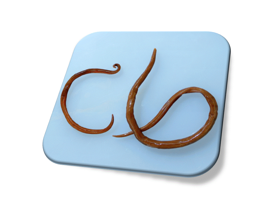 Biologia: Nematelmintos