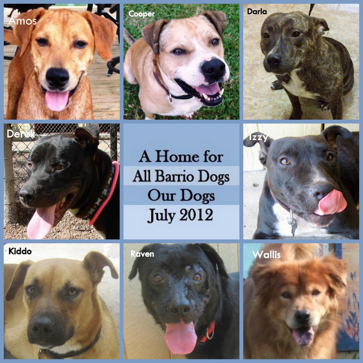 A Home For All Barrio Dogs: Dog to Dog Interactions