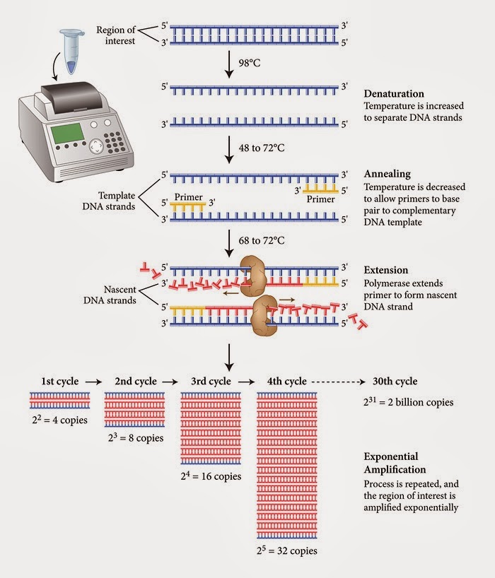 ENFERMEDADES CEREBROVASCULARES: Extracción del Ácido Nucleico
