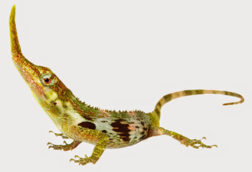 The EcoLog: Animals: The Pinocchio Lizard