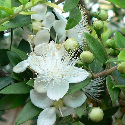 EL COLE EN CASA: EL RUISEÑOR, EL MIRTO Y LA HIERBABUENA