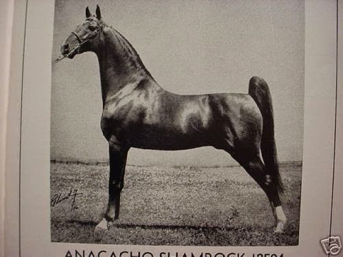 The American Saddlebred: 5/17/15 CH Anacacho Shamrock