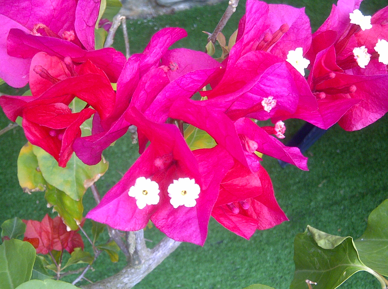 A mi manera: Flores de Panamá- Fotografías