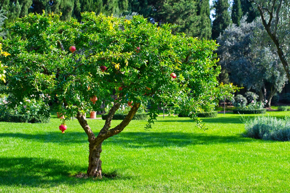 Healthy Sustainable Living: Pomegranates in Your Yard. 3 Things to Know