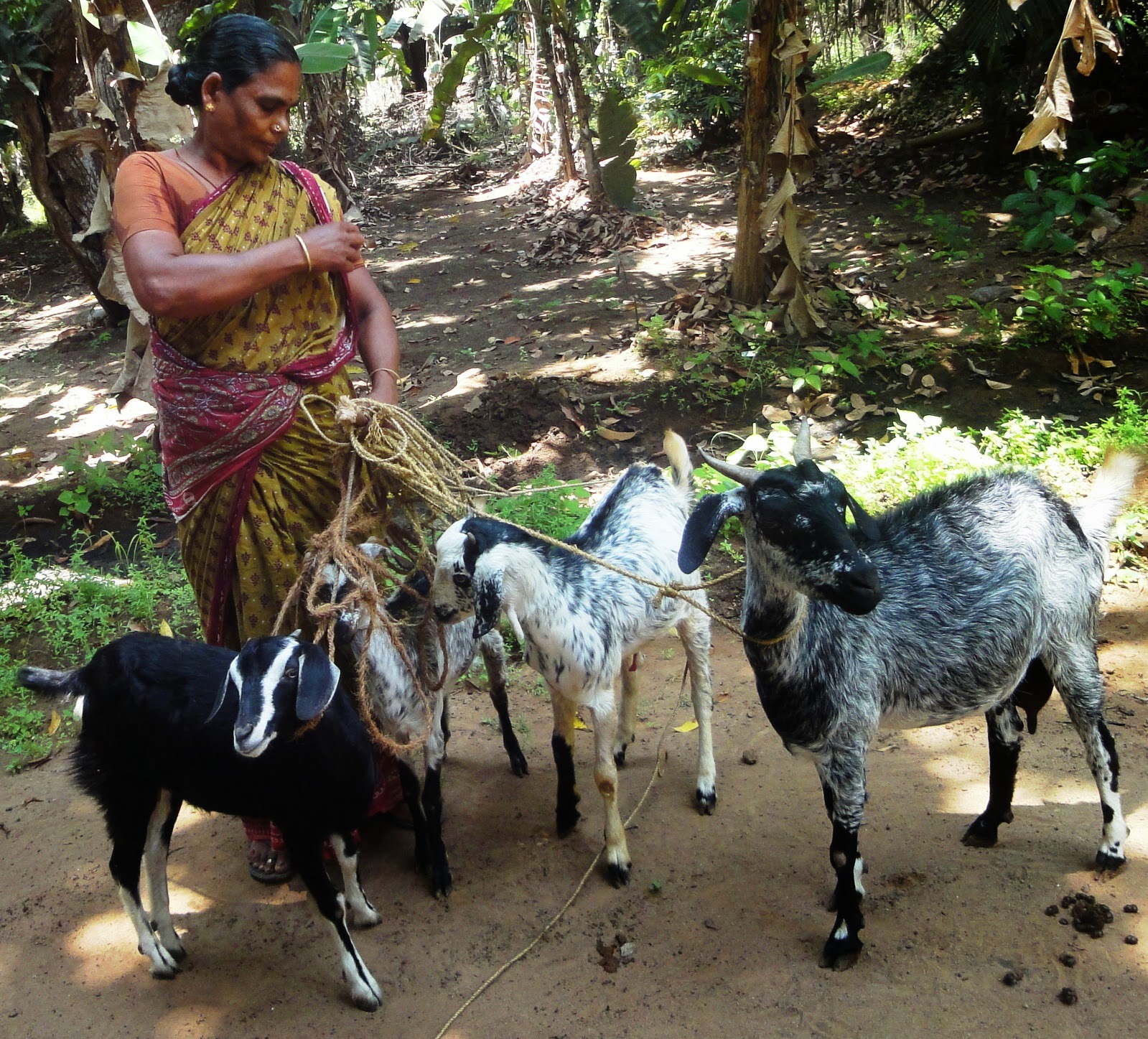 NGO News blog, NewsLine: Goat rearing offers opportunities to rural ...