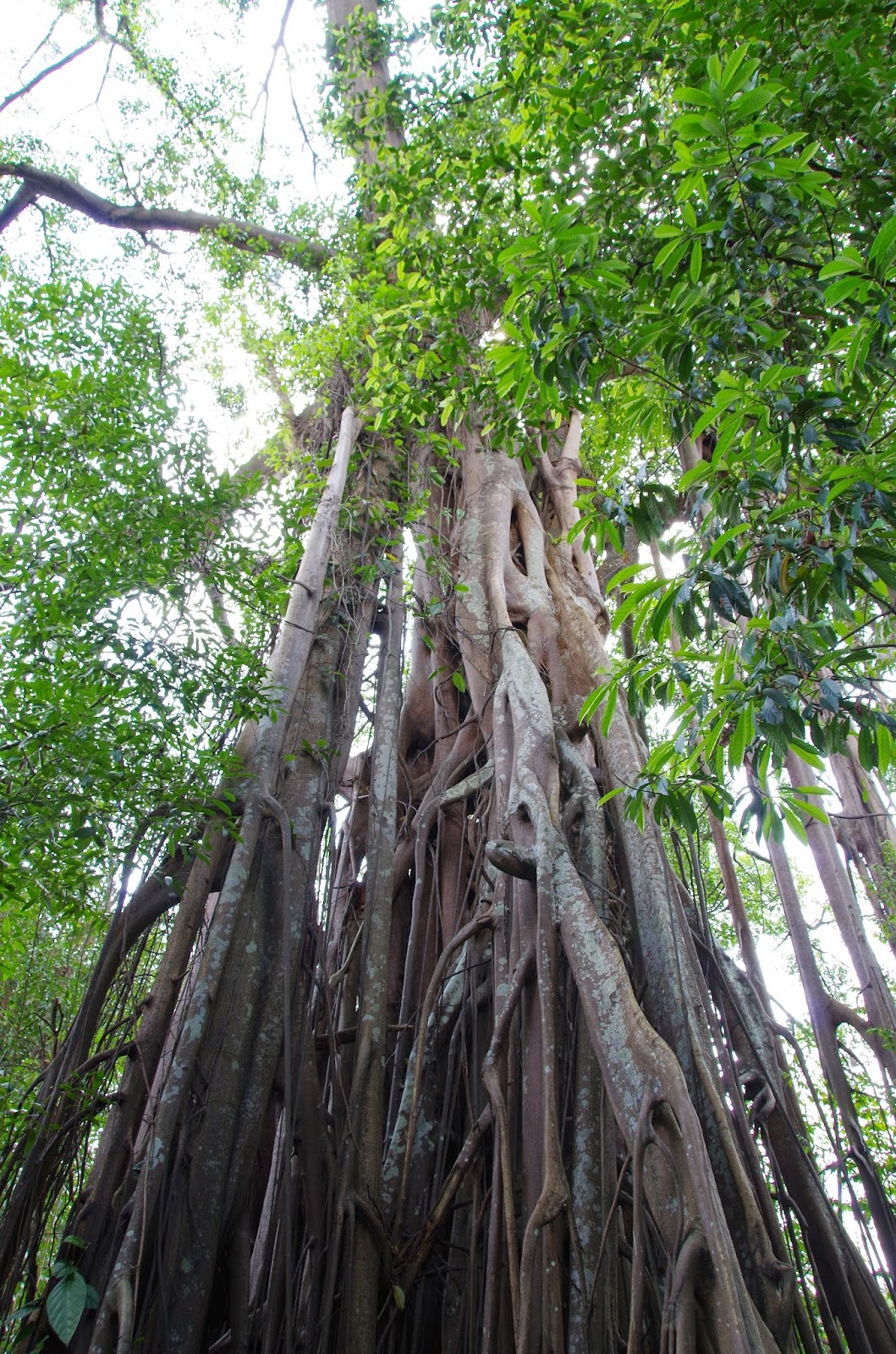 Trees and Plants: Johore Fig