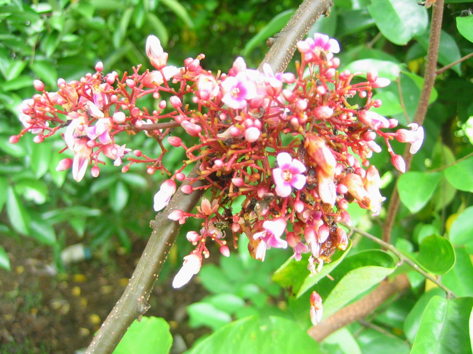 My AGRI LOG: PEMERHATIAN MENGENAI BUNGA-BUNGA YANG DIMINATI OLEH LEBAH ...