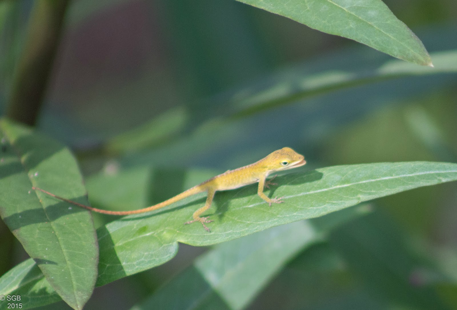 A Breath of Nature: Little Lizards